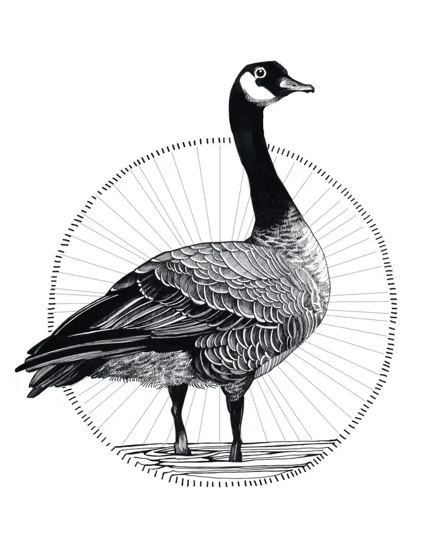 Canadian Goose Drawing