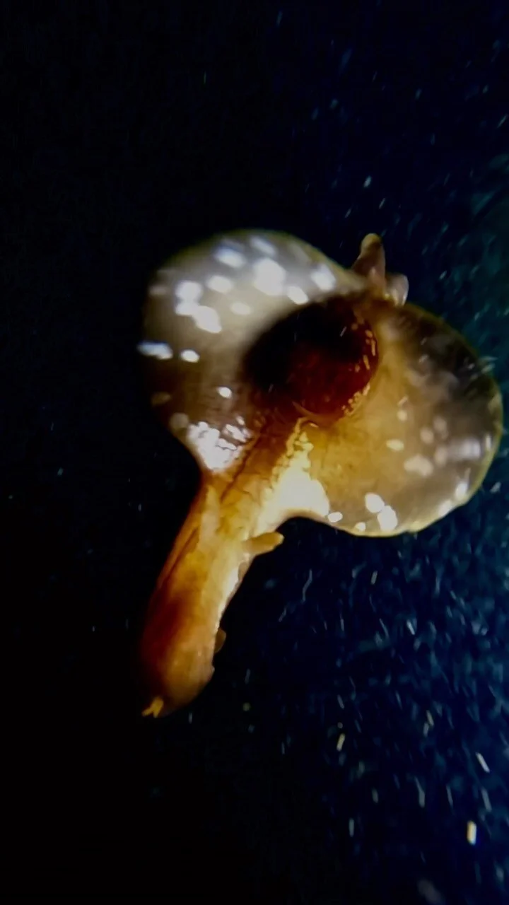 WOEBEGONE Dive & Snorkel Jervis Bay