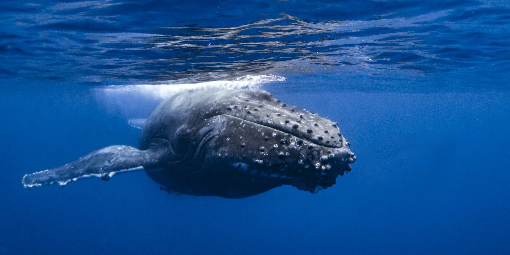 WOEBEGONE Dive & Snorkel Experience Jervis Bay