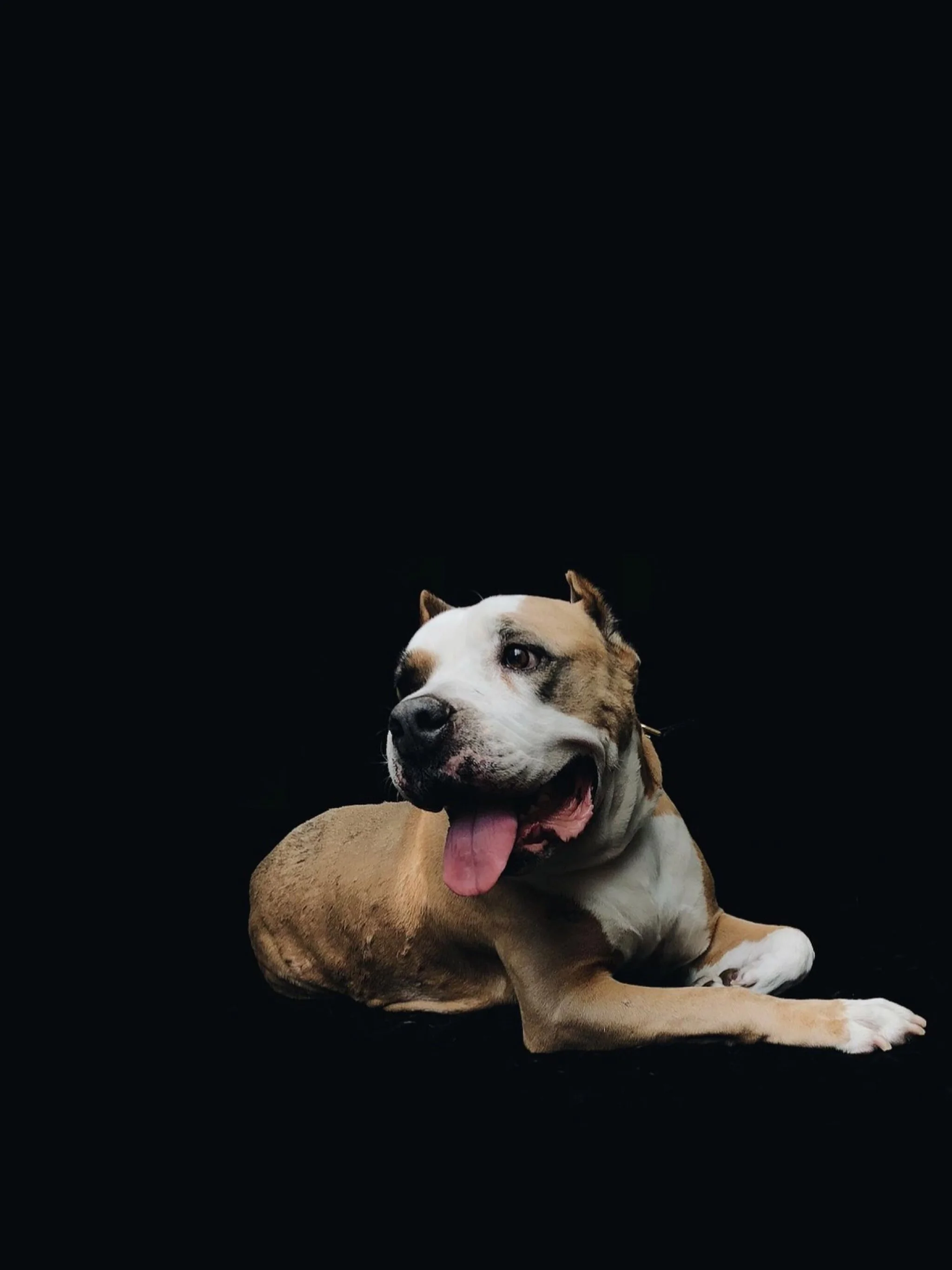 California Bully Rescue