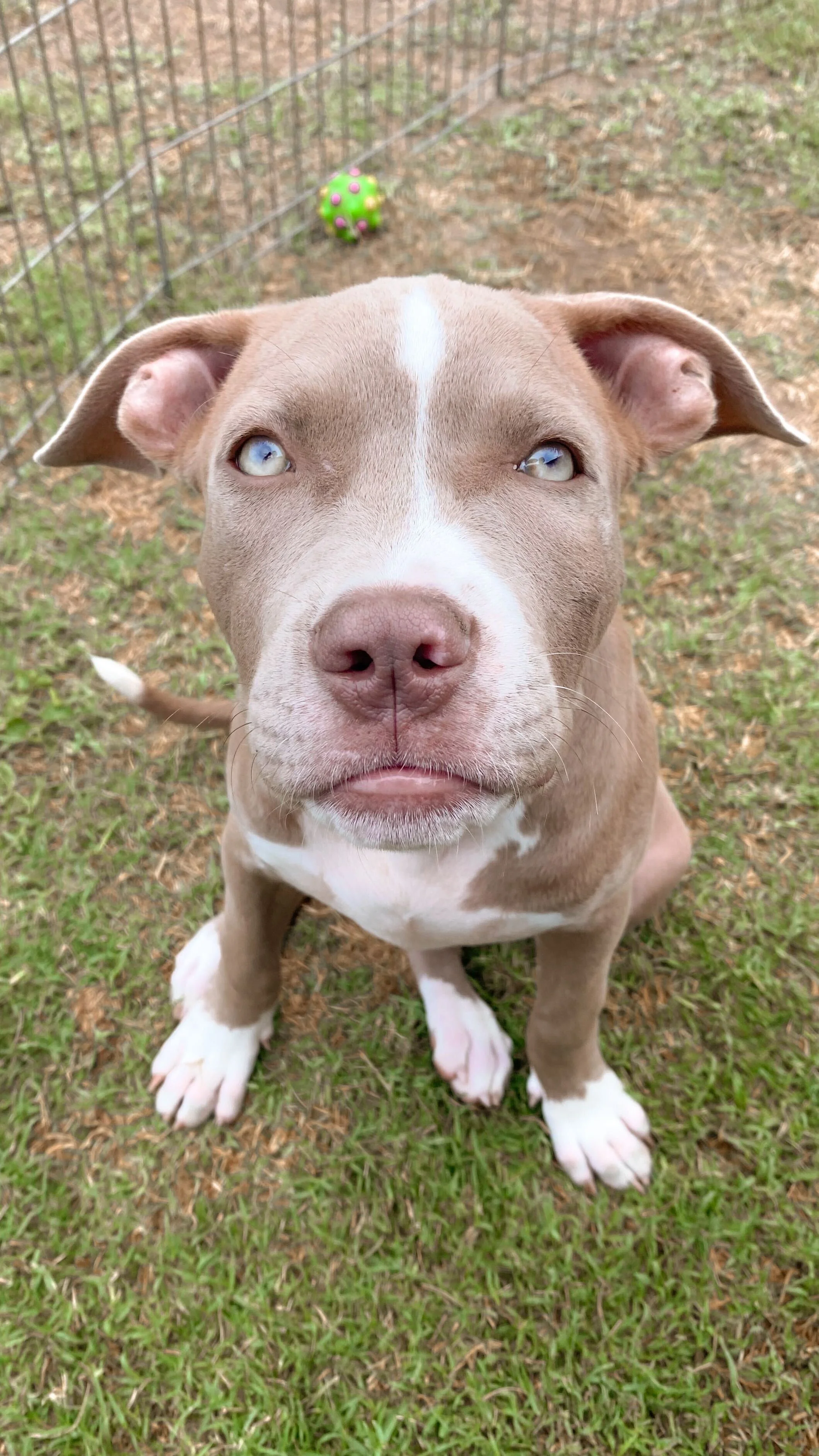 Puppy — Blog 2 — California Bully Rescue