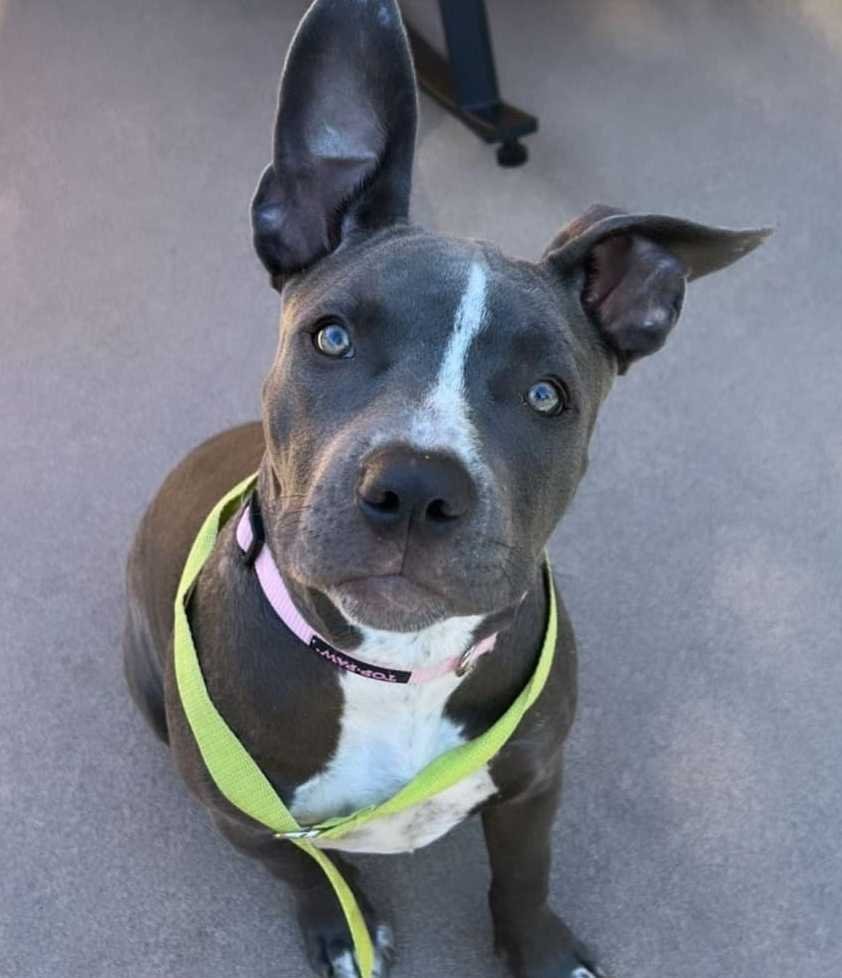Blog 2 — California Bully Rescue