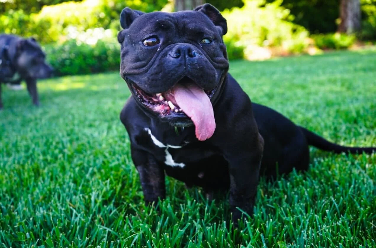 Blog 2 — California Bully Rescue