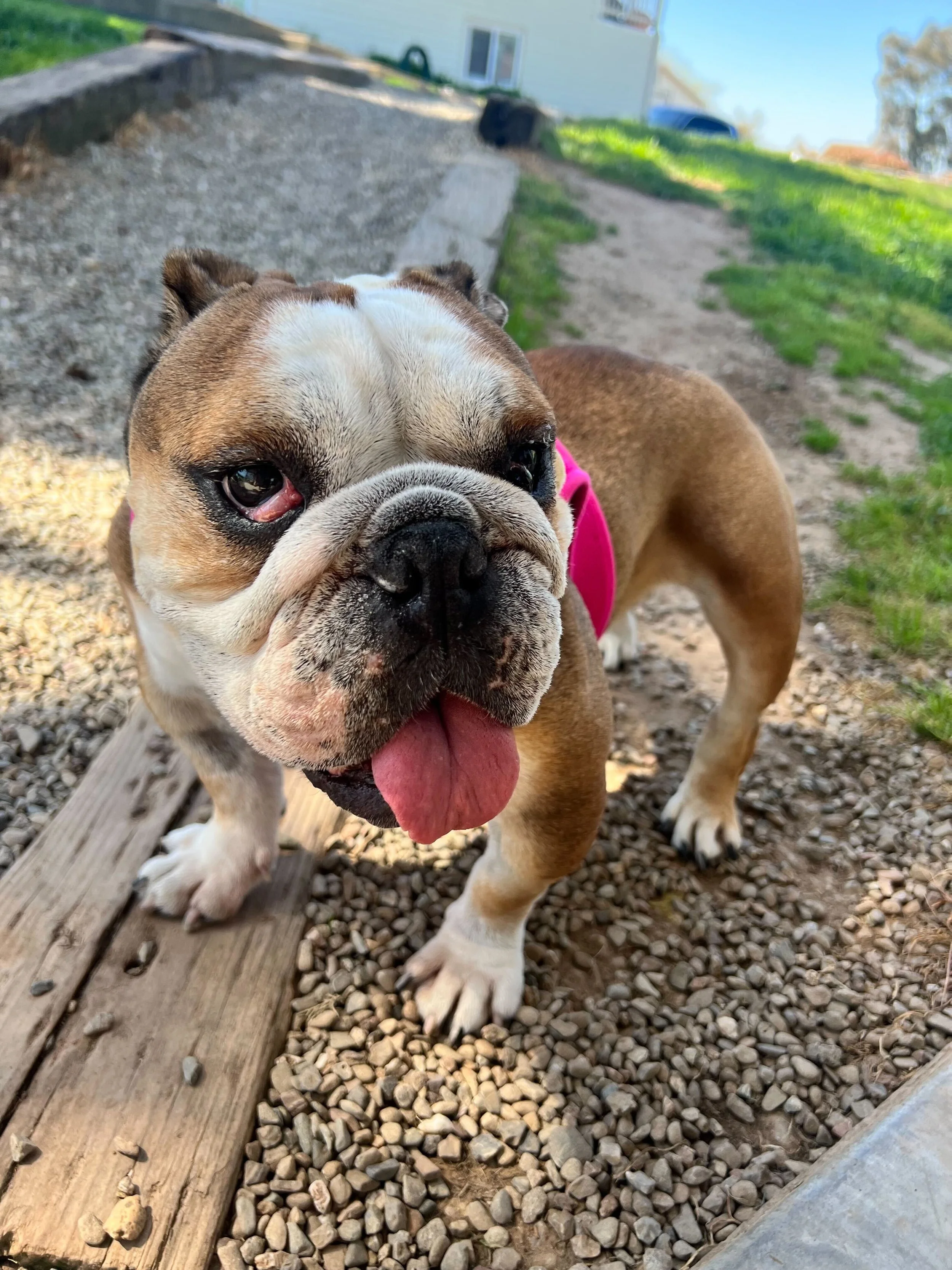 Blog 2 — California Bully Rescue