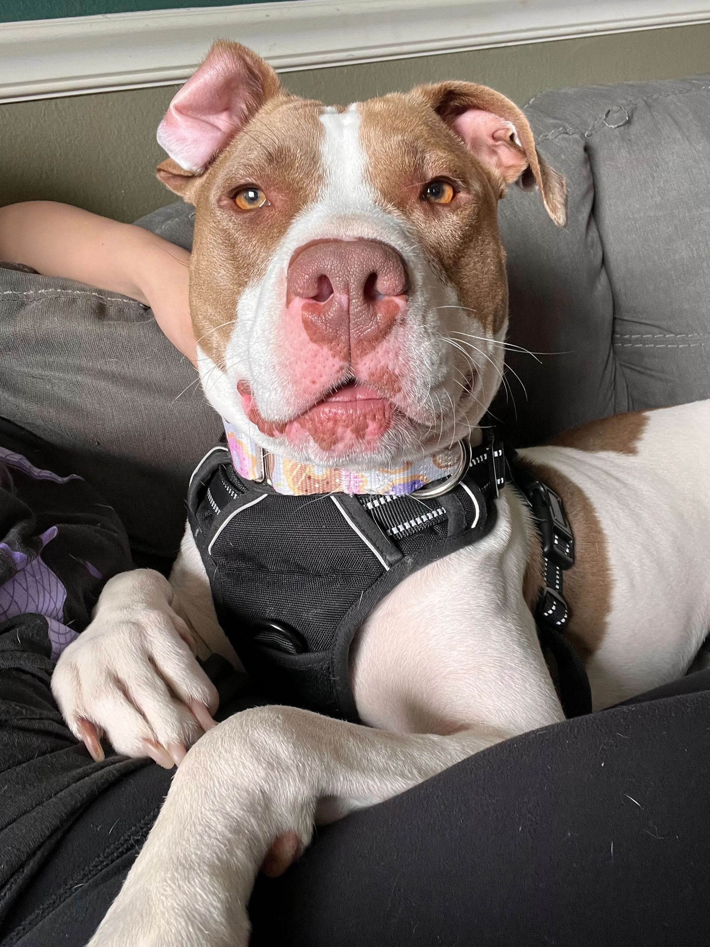 Blog 2 — California Bully Rescue