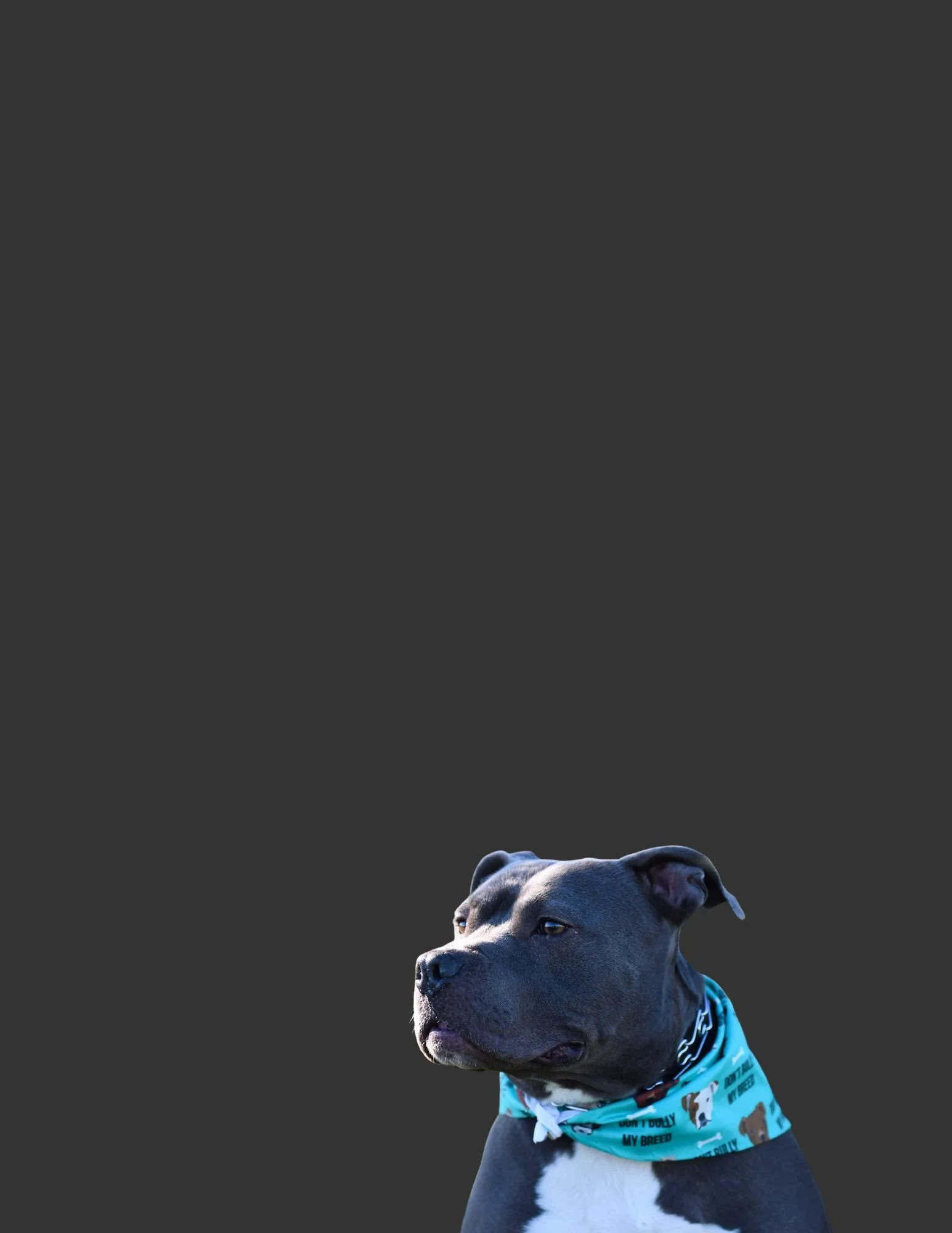 California Bully Rescue