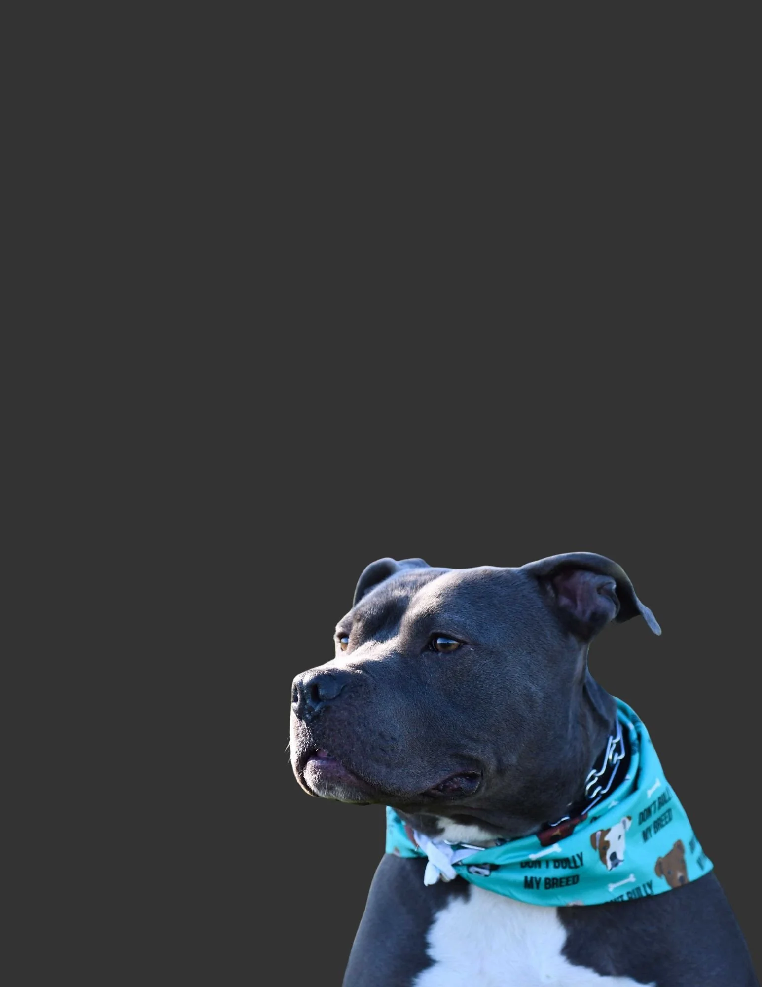 California Bully Rescue