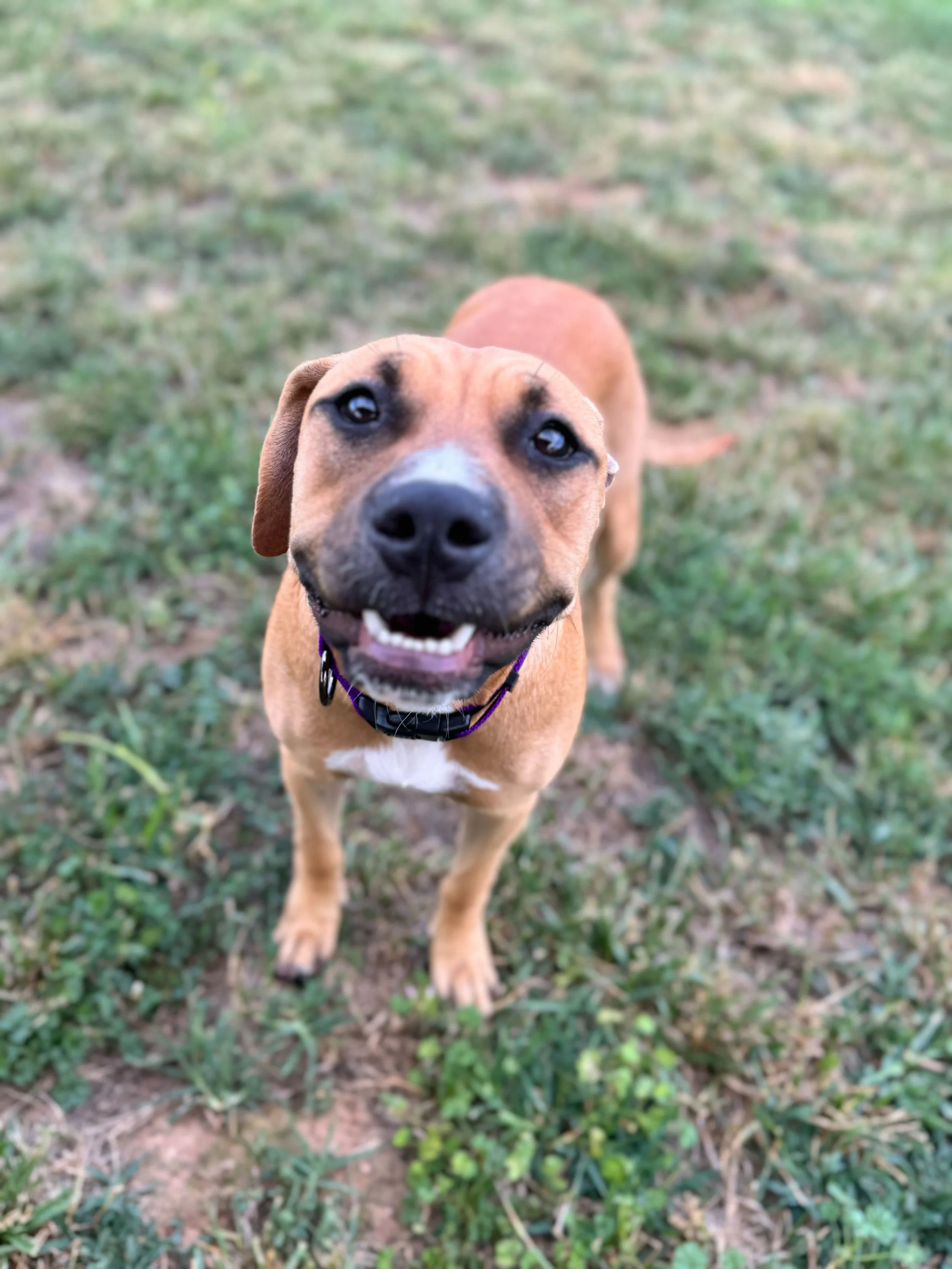 Blog 2 — California Bully Rescue