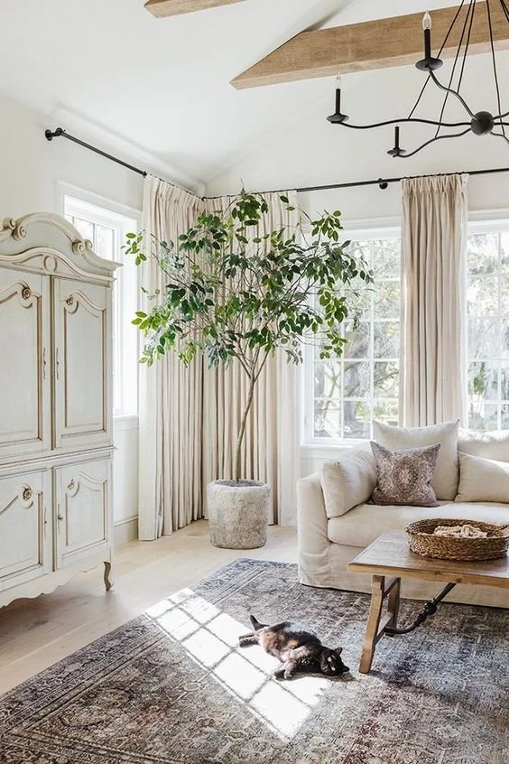 Indoor Trees For The Home