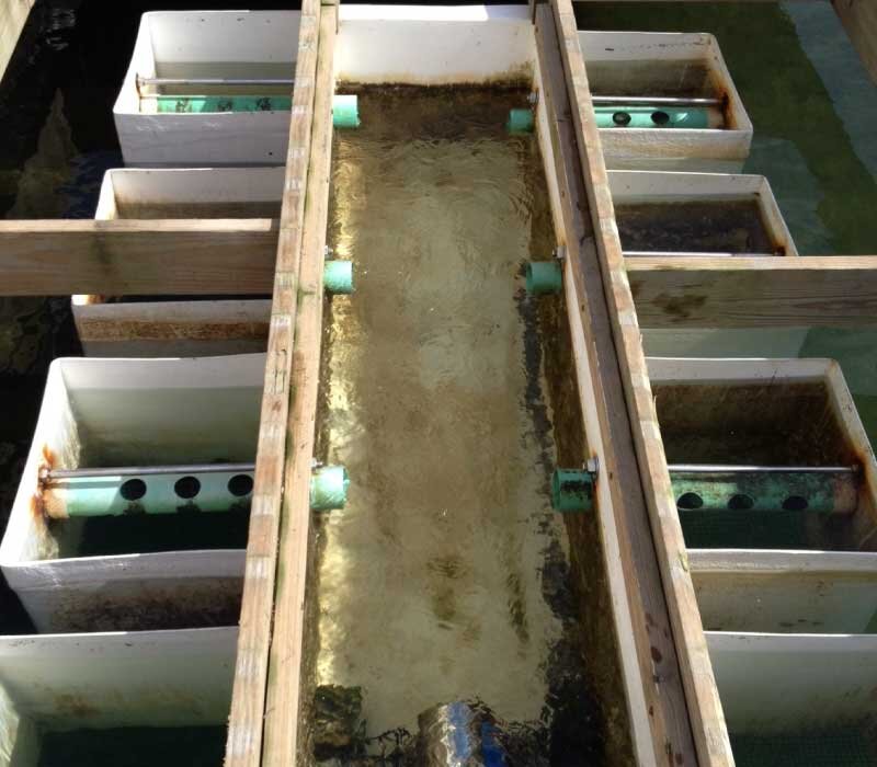 Gallery — Ward Aquafarms