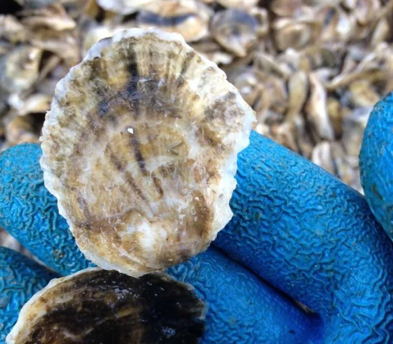 Gallery — Ward Aquafarms