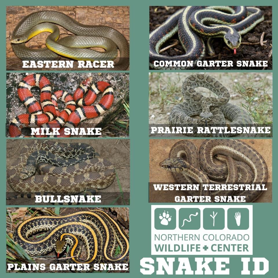 Snake Education — Northern Colorado Wildlife Center