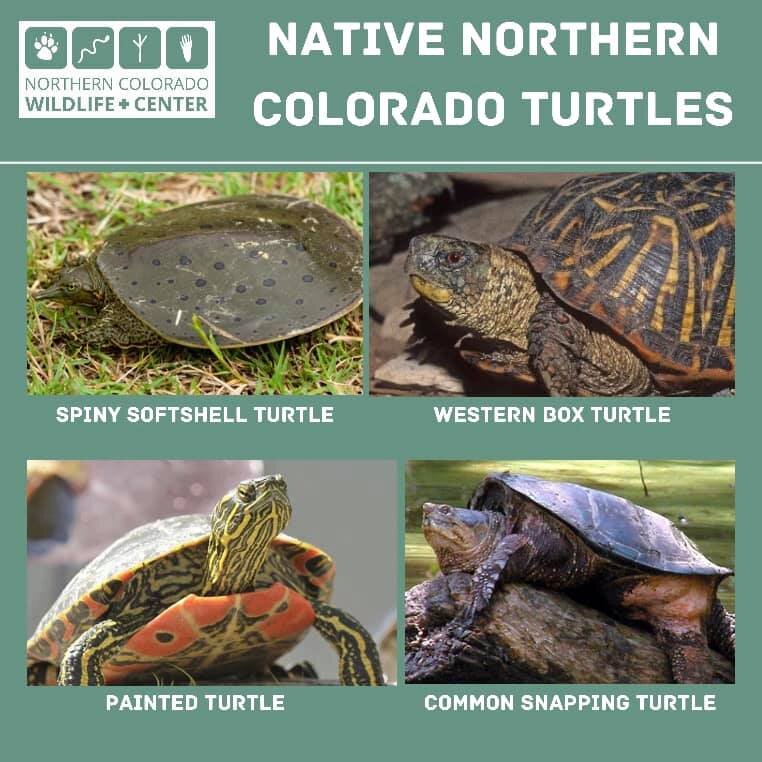 Turtle Education — Northern Colorado Wildlife Center