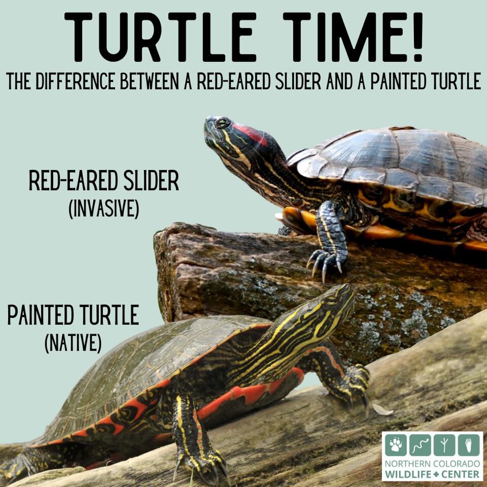 Turtle Education — Northern Colorado Wildlife Center
