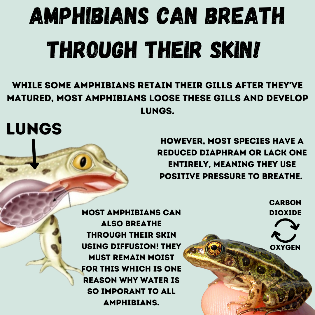 Salamander Education — Northern Colorado Wildlife Center