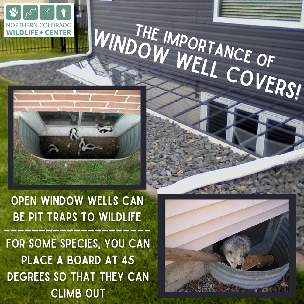 Window Well Education — Northern Colorado Wildlife Center