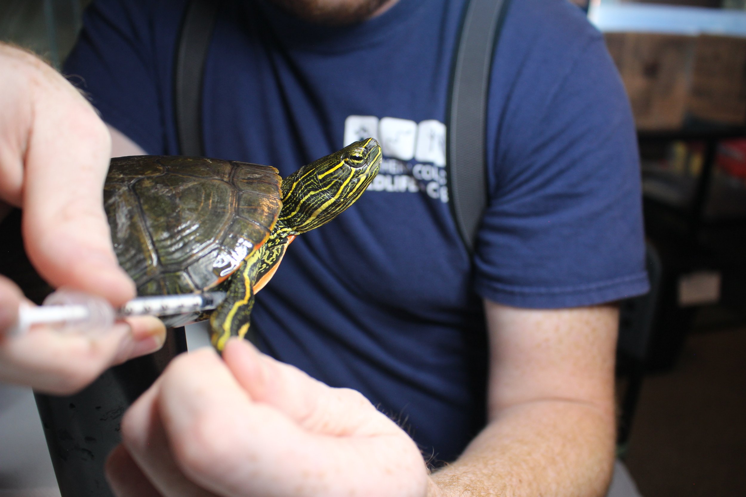 Northern Colorado Wildlife Center