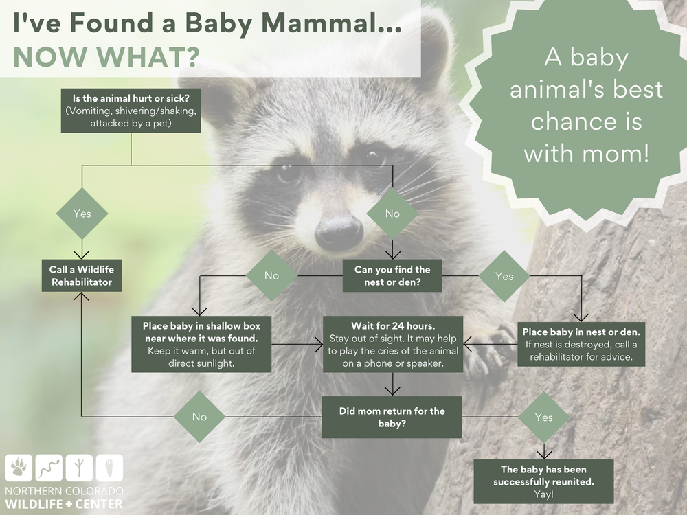 Baby Mammal Flow Chart — Northern Colorado Wildlife Center