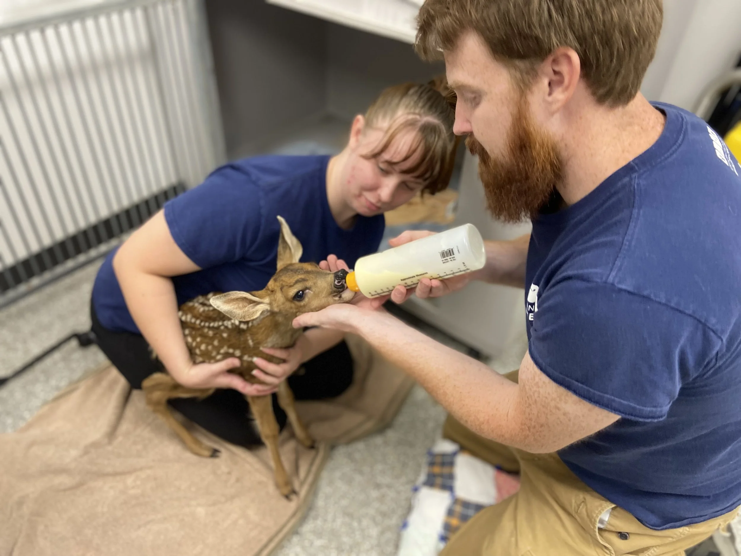 Tallon Nightwalker — Northern Colorado Wildlife Center
