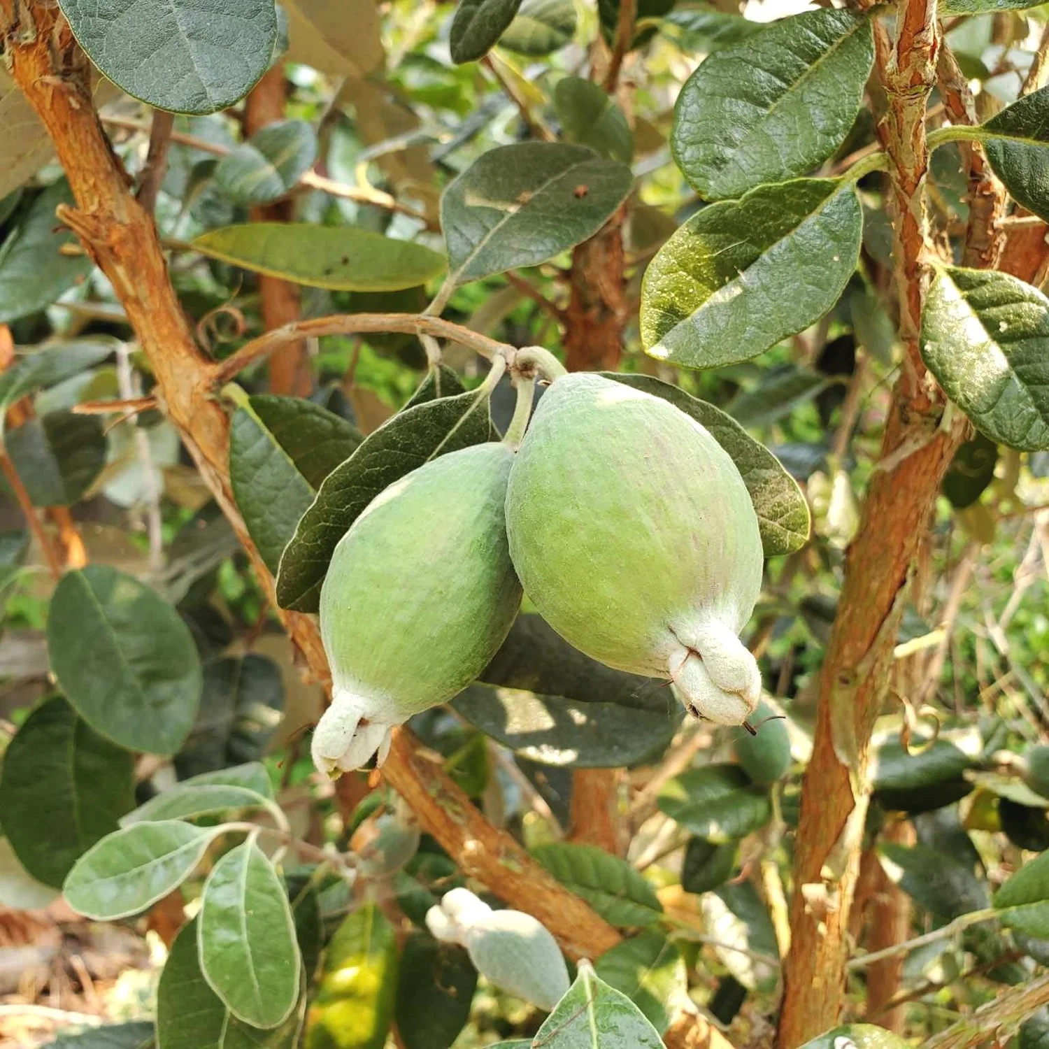 Feijoa Sellowiana