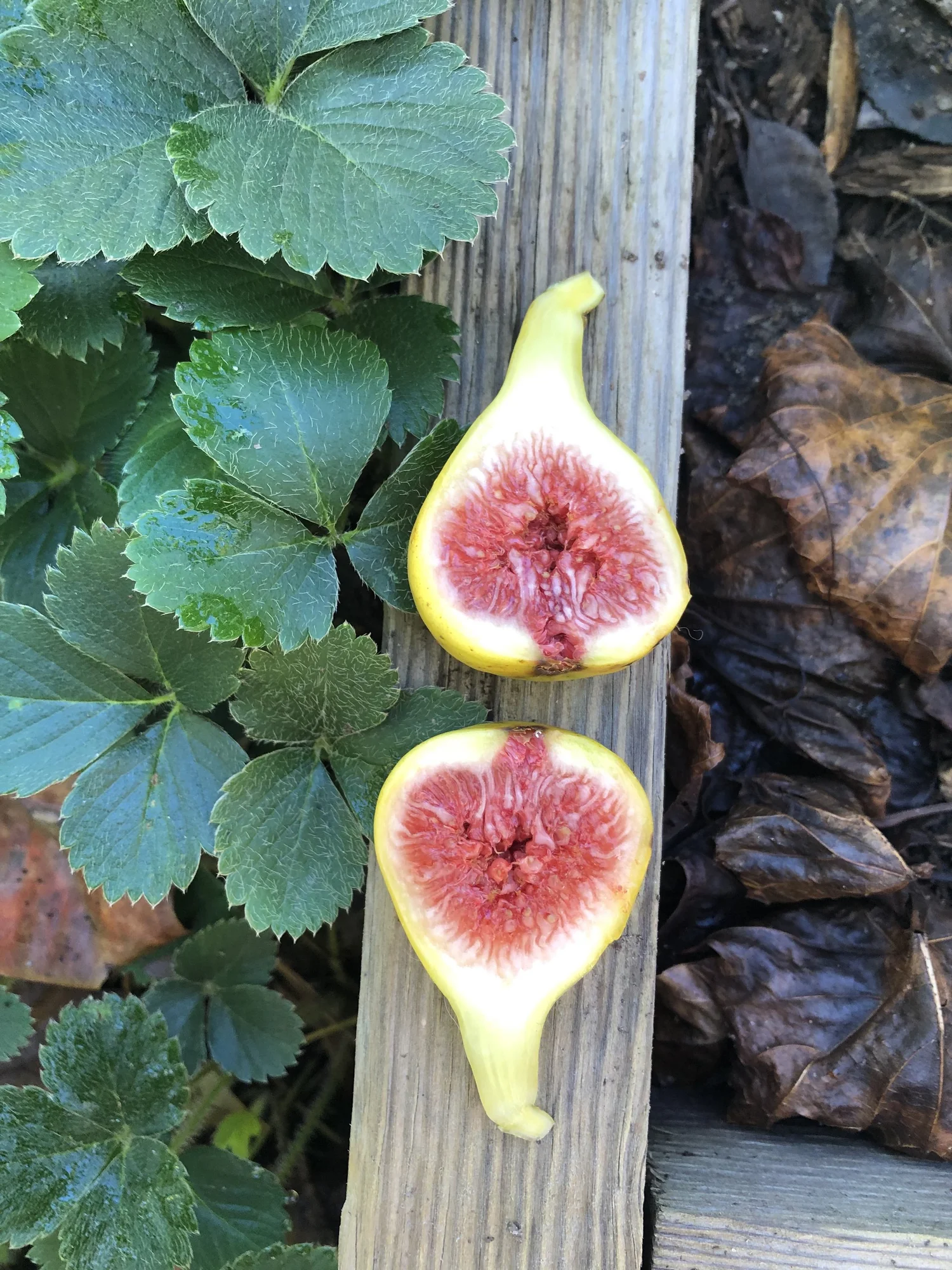 Pawpaws, Figs, and Muscadines: Late Summer Treats in Atlanta! How to ...