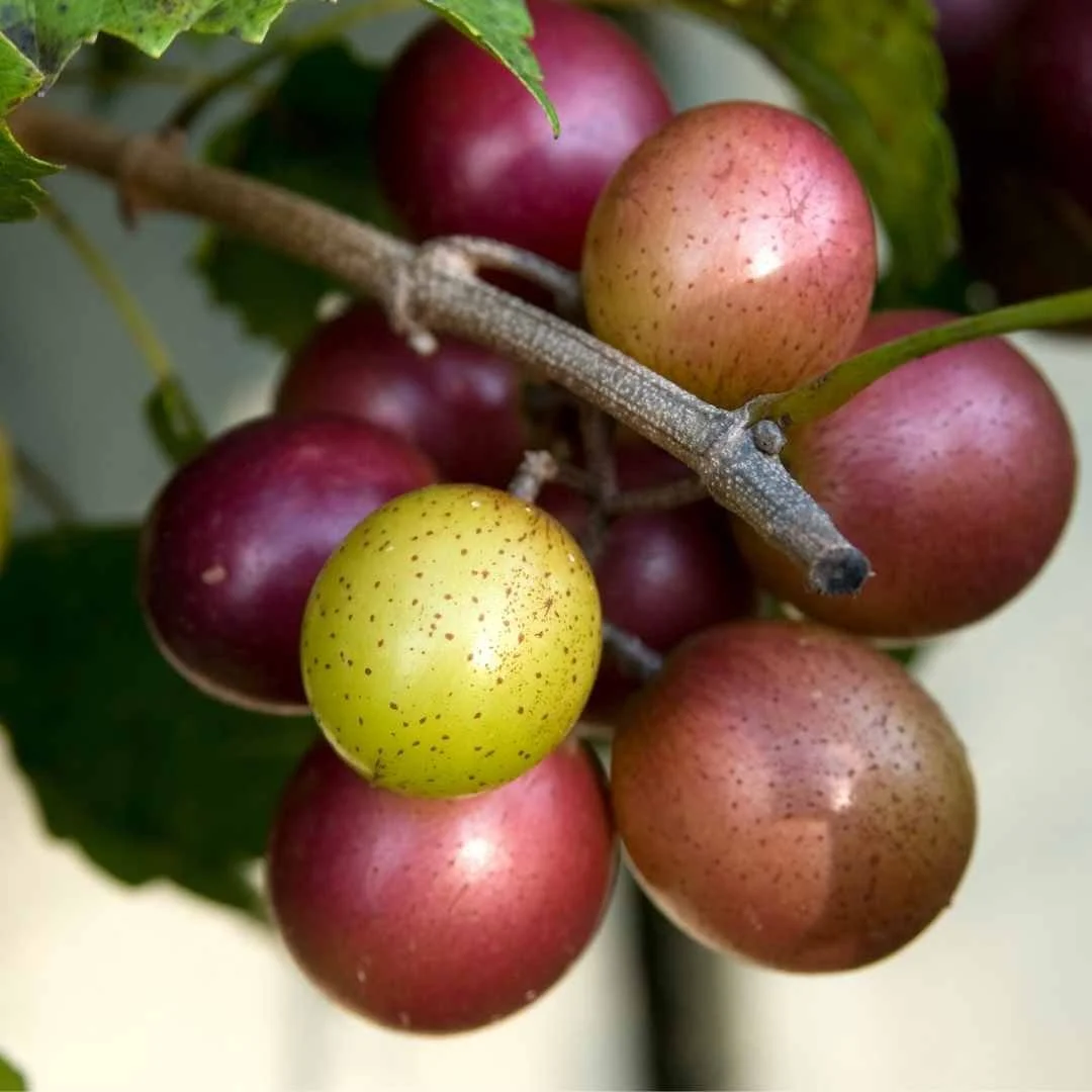 Pawpaws, Figs, and Muscadines: Late Summer Treats in Atlanta! How to ...