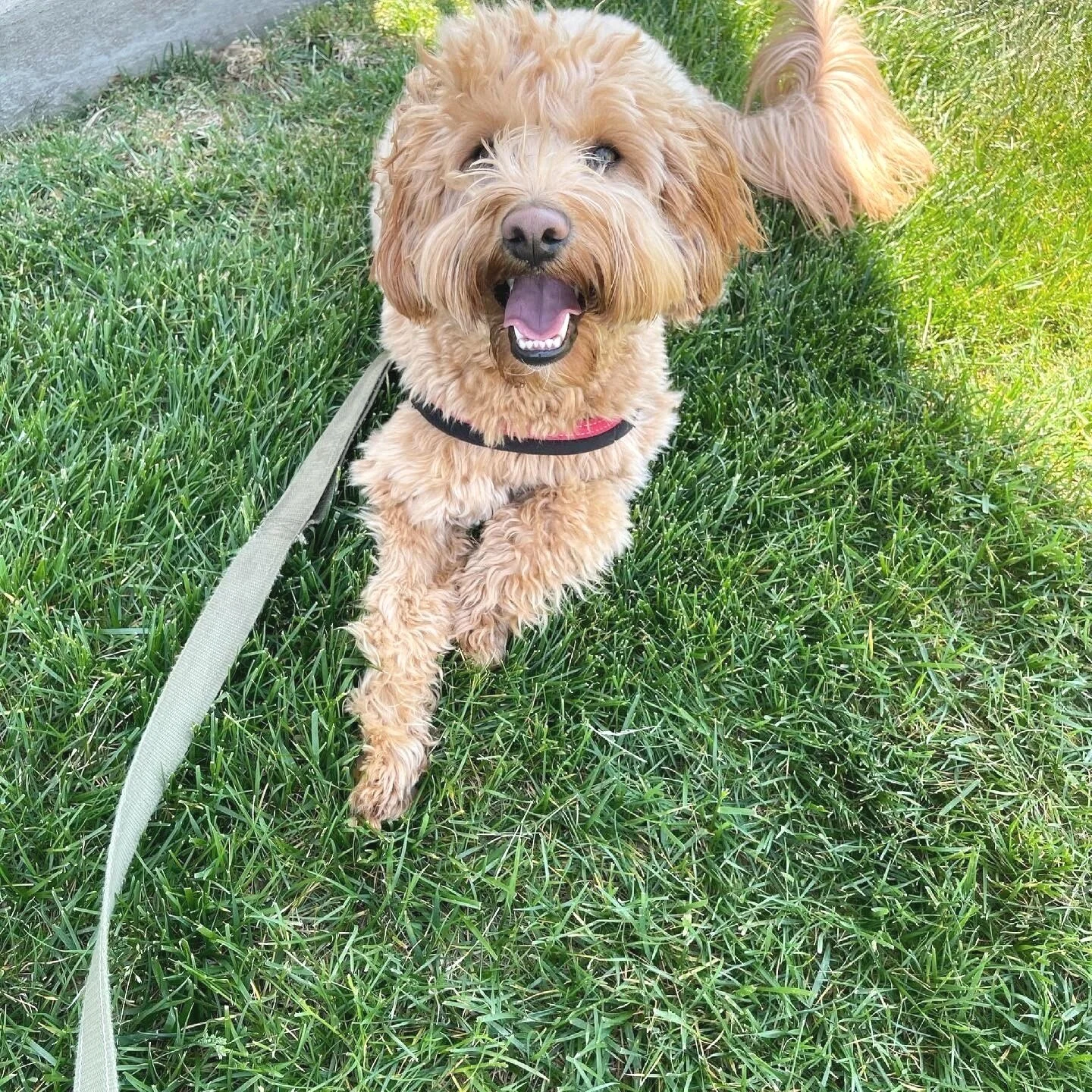 Don & Son Pet Services