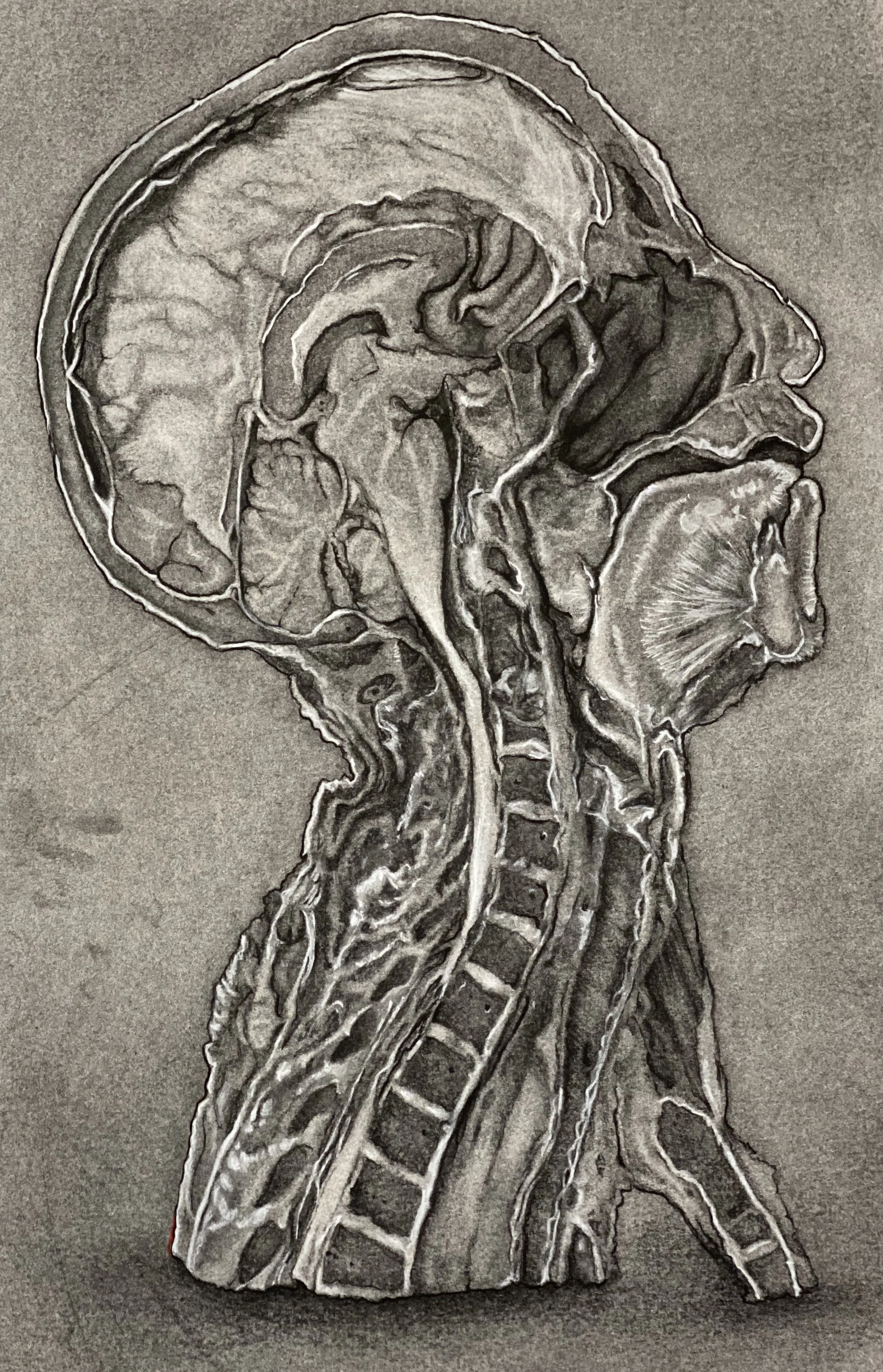 The Cadaver Museum Project — Sonya G Peters