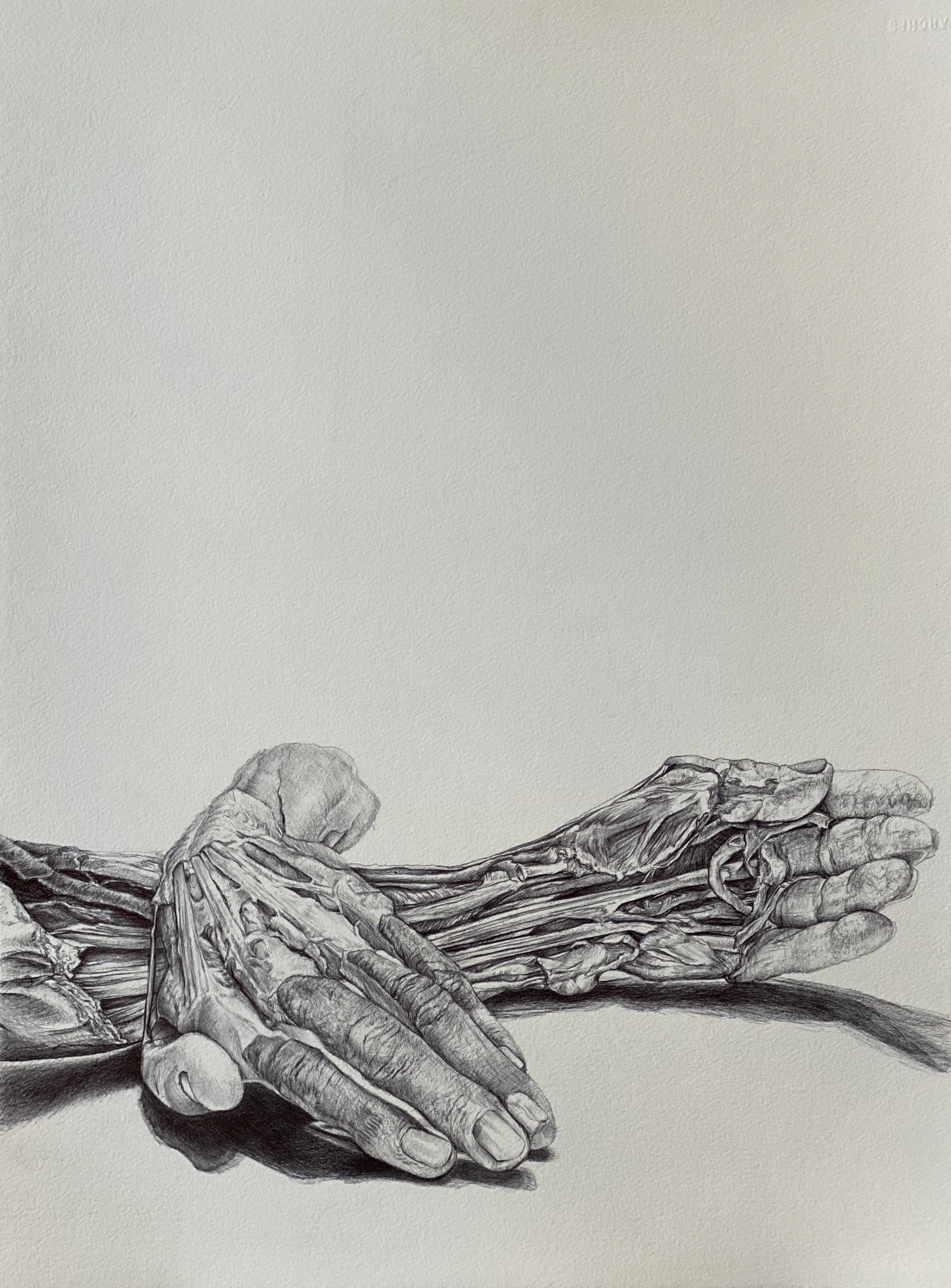 The Cadaver Museum Project — Sonya G Peters