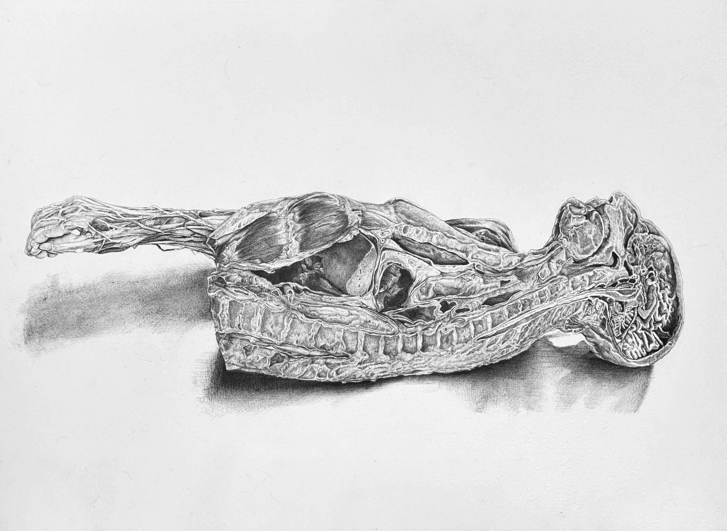 The Cadaver Museum Project — Sonya G Peters