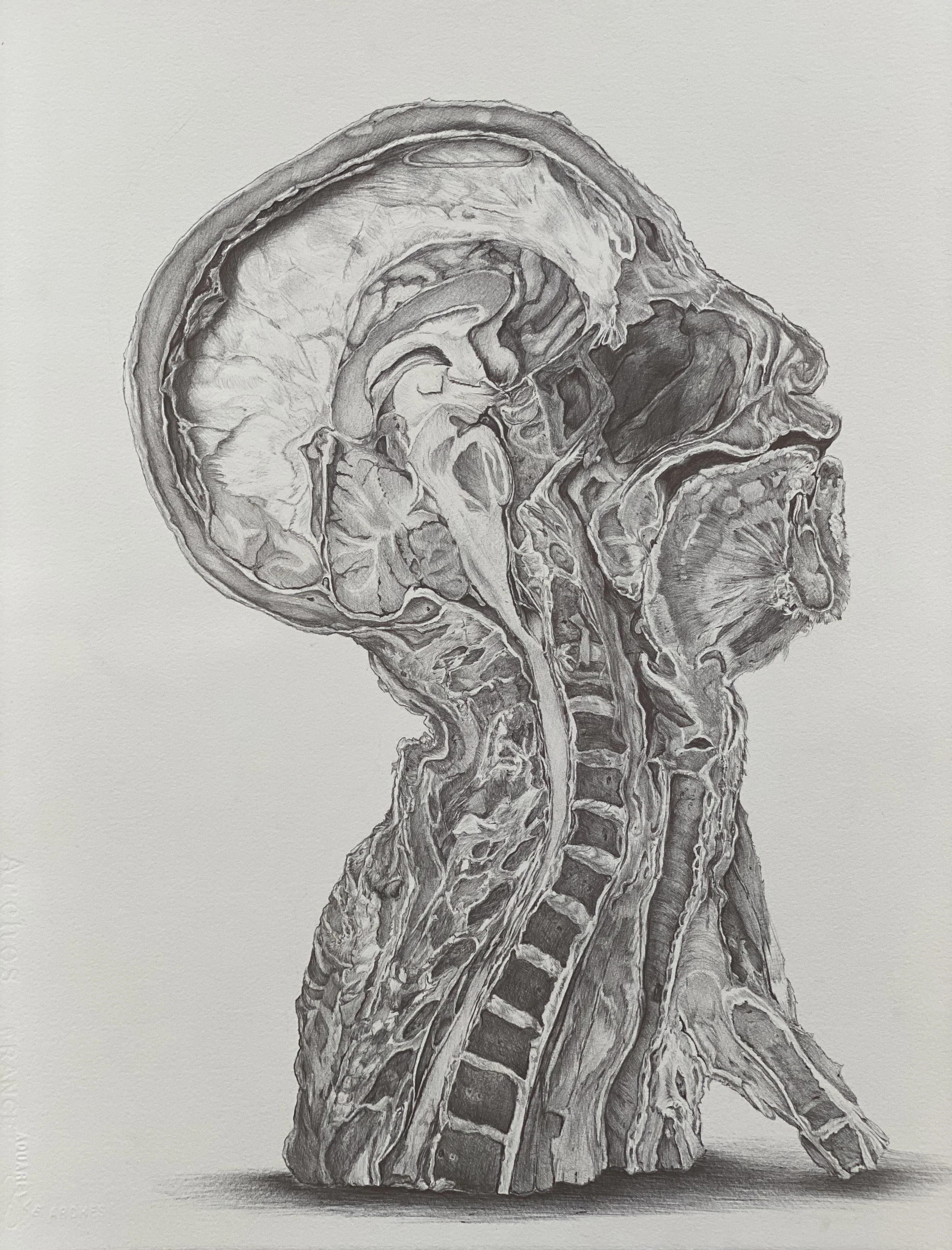 The Cadaver Museum Project — Sonya G Peters