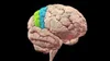 LOCALISATION OF FUNCTION IN THE CEREBRAL CORTEX — NEUROSCIENCE — PSYCHSTORY