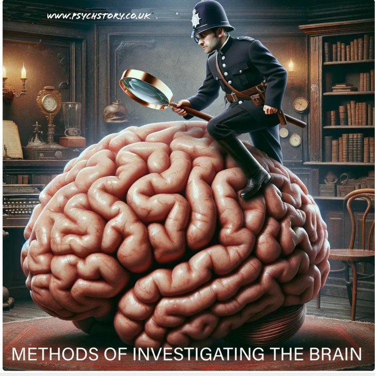 INVESTIGATING THE BRAIN — NEUROSCIENCE | Discover Neuroscience Insights ...