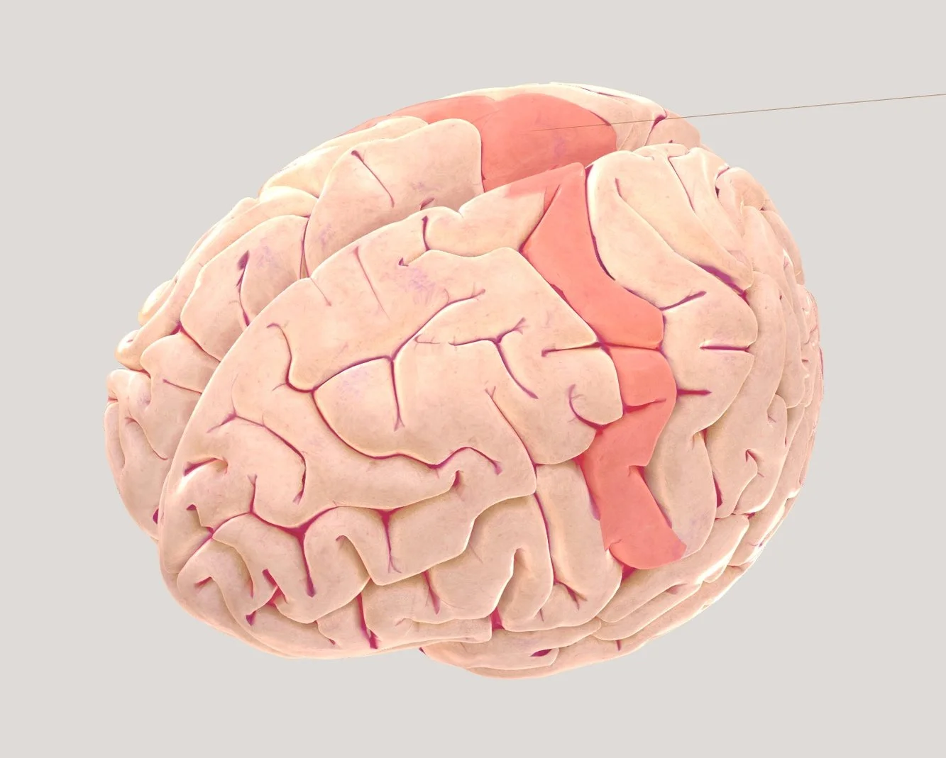 LOCALISATION OF FUNCTION IN THE CEREBRAL CORTEX — NEUROSCIENCE — PSYCHSTORY