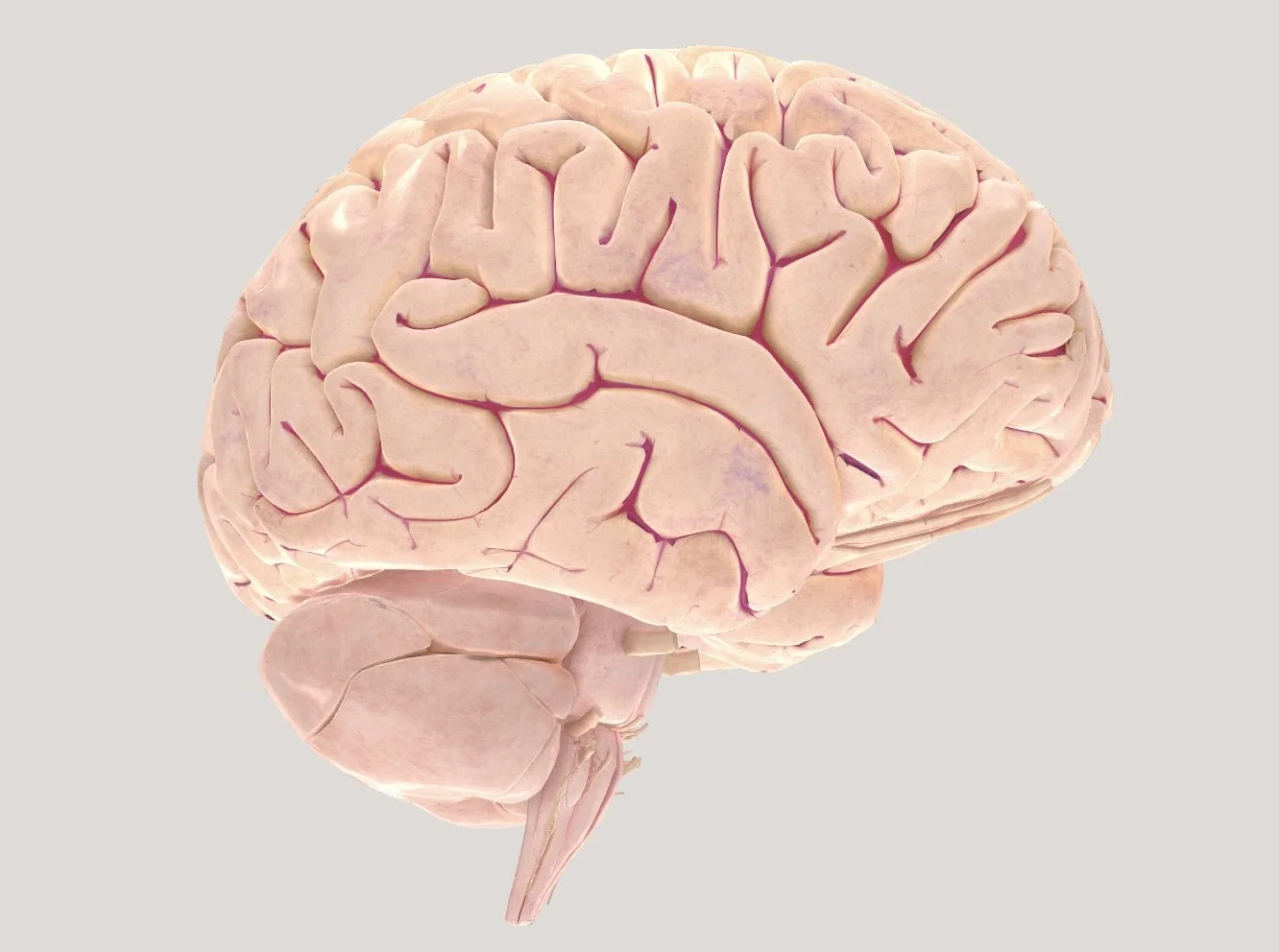 BRAIN ANATOMY AND FUNCTION — NEUROSCIENCE | Discover Neuroscience ...