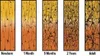 PLASTICITY AND FUNCTIONAL RECOVERY OF THE BRAIN AFTER TRAUMA | AQA ...