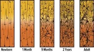 PLASTICITY AND FUNCTIONAL RECOVERY OF THE BRAIN AFTER TRAUMA | AQA ...