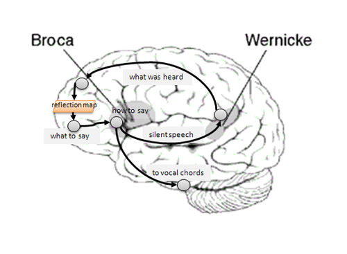 LOCALISATION OF FUNCTION IN THE CEREBRAL CORTEX — NEUROSCIENCE — PSYCHSTORY