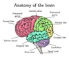 LOCALISATION OF FUNCTION IN THE CEREBRAL CORTEX — NEUROSCIENCE — PSYCHSTORY