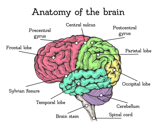 LOCALISATION OF FUNCTION IN THE CEREBRAL CORTEX — NEUROSCIENCE — PSYCHSTORY