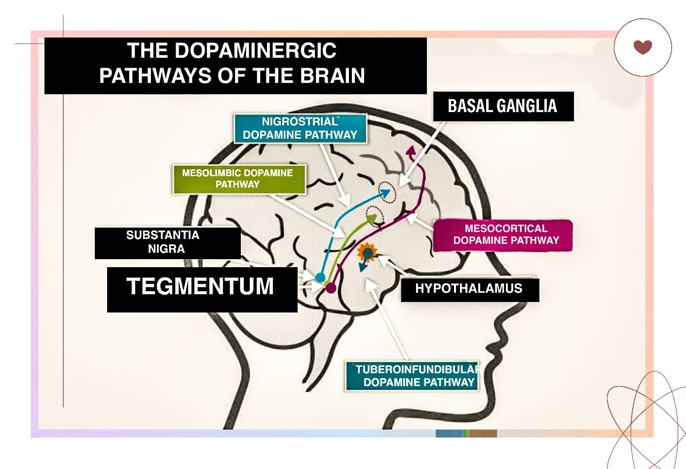 NEURAL CORRELATES AND THE DOPAMINE HYPOTHESIS — SCHIZOPHRENIA | Learn ...