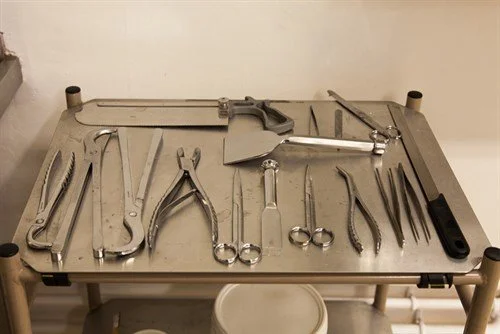 INVESTIGATING THE BRAIN — NEUROSCIENCE | Discover Neuroscience Insights ...