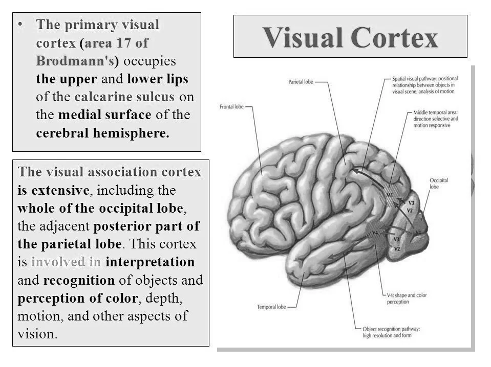 LOCALISATION OF FUNCTION IN THE CEREBRAL CORTEX — NEUROSCIENCE — PSYCHSTORY