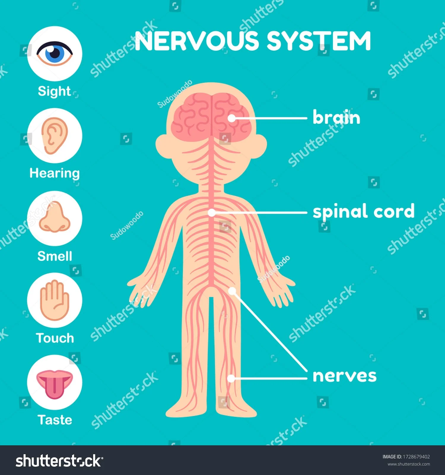 Nervous System Function Brain