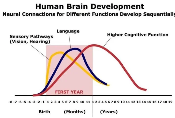 PLASTICITY AND FUNCTIONAL RECOVERY OF THE BRAIN AFTER TRAUMA | AQA ...