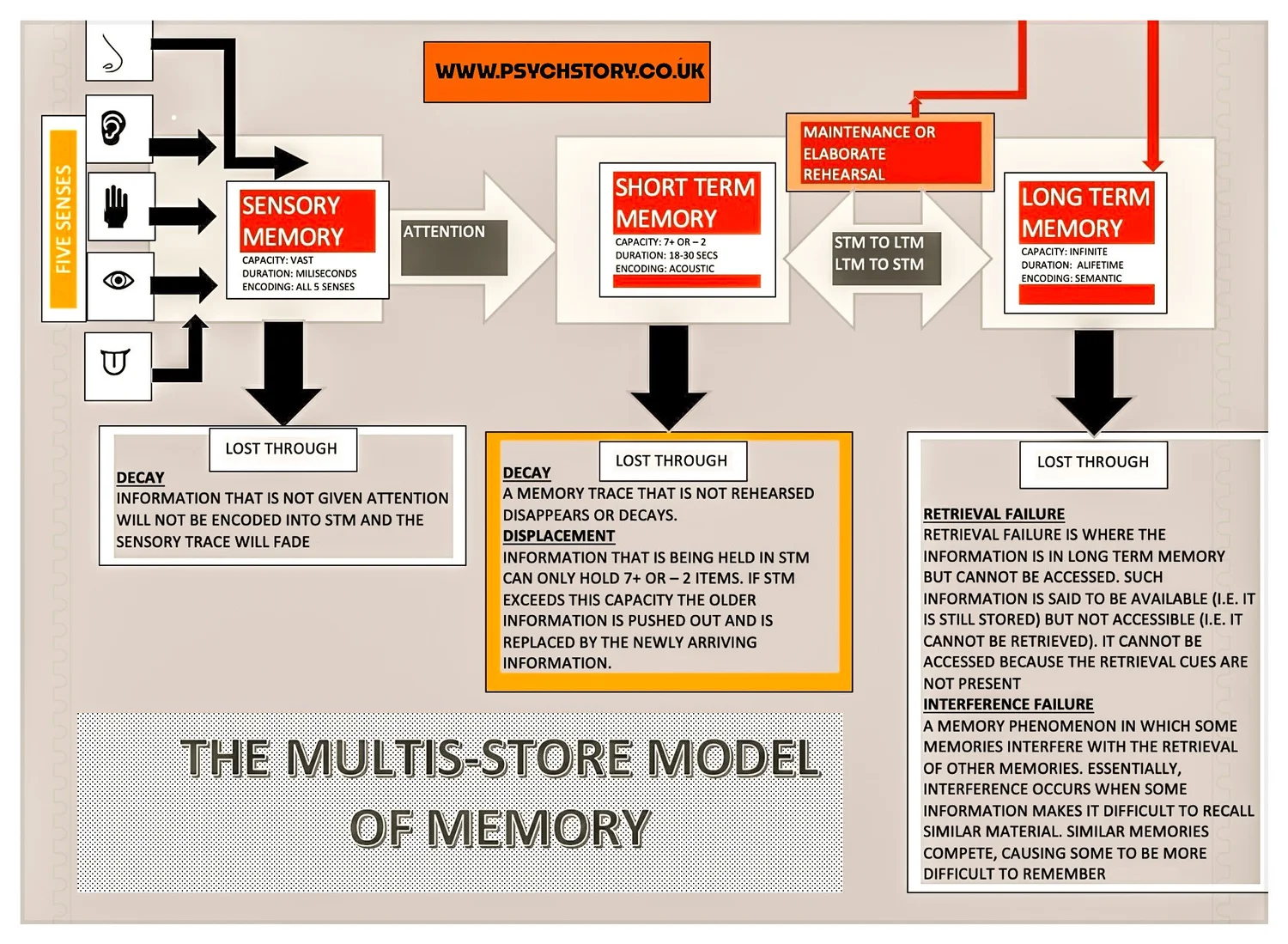 THE MULTISTORE MODEL OF MEMORY — MEMORY — PSYCHSTORY