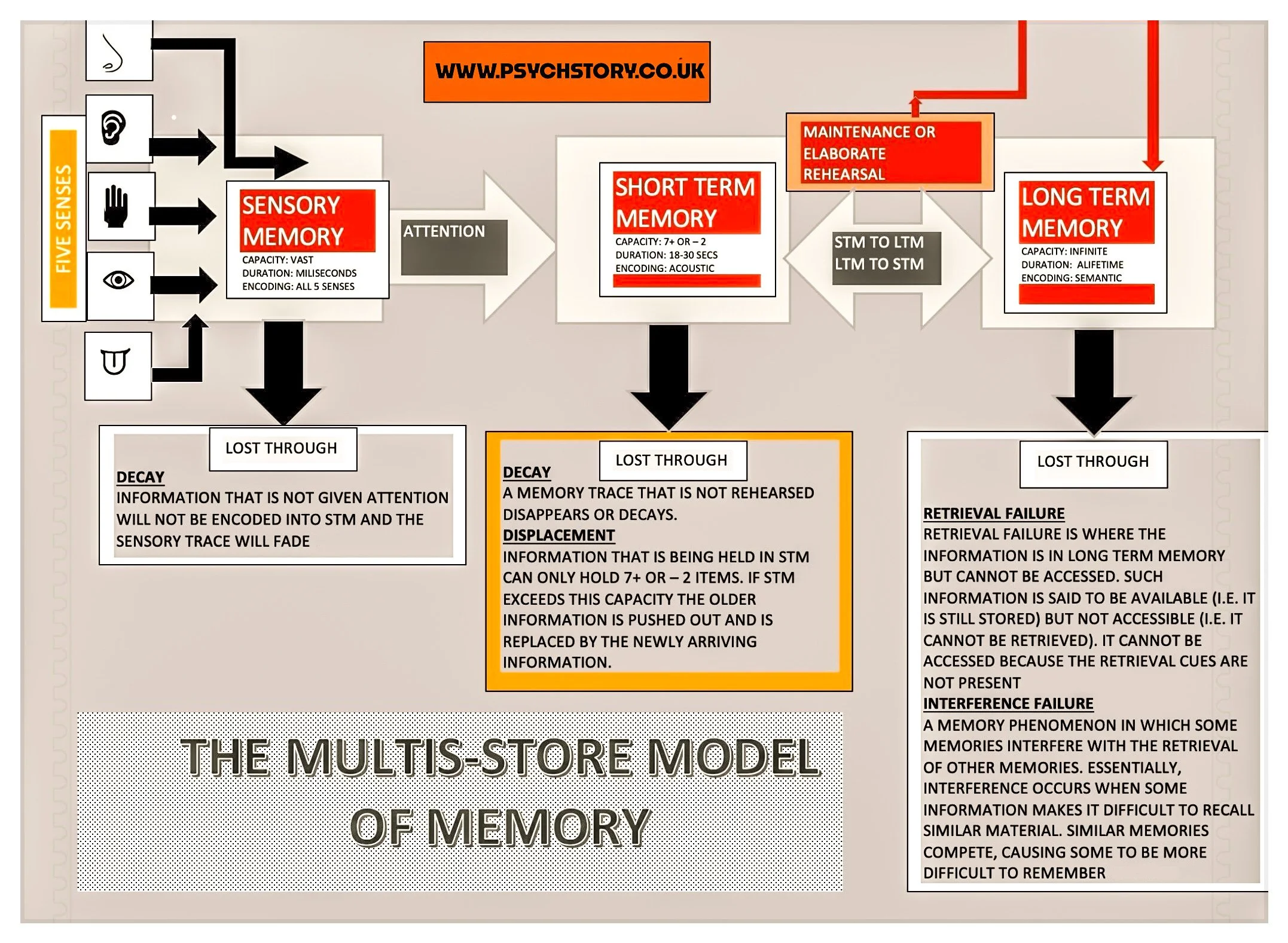 THE MULTISTORE MODEL OF MEMORY — MEMORY — PSYCHSTORY