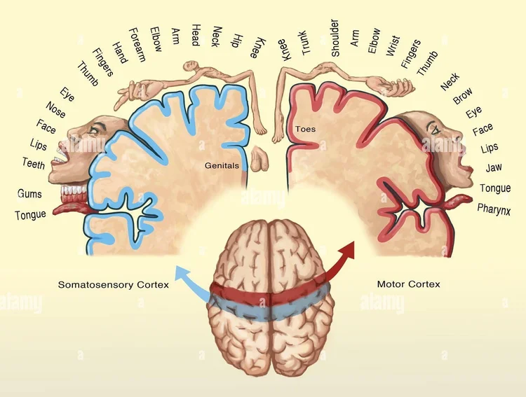 LOCALISATION OF FUNCTION IN THE CEREBRAL CORTEX — NEUROSCIENCE — PSYCHSTORY