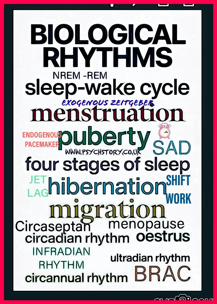 RHYTHMS: CIRCADIAN, INFRADIAN AND ULTRADIAN — NEUROSCIENCE | Discover ...