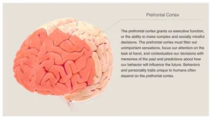 BRAIN ANATOMY AND FUNCTION — NEUROSCIENCE | Discover Neuroscience ...